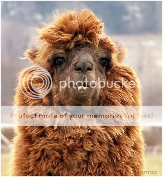 The Official [Nonsensical] Alpaca Thread -- The Water Cooler: Life ...